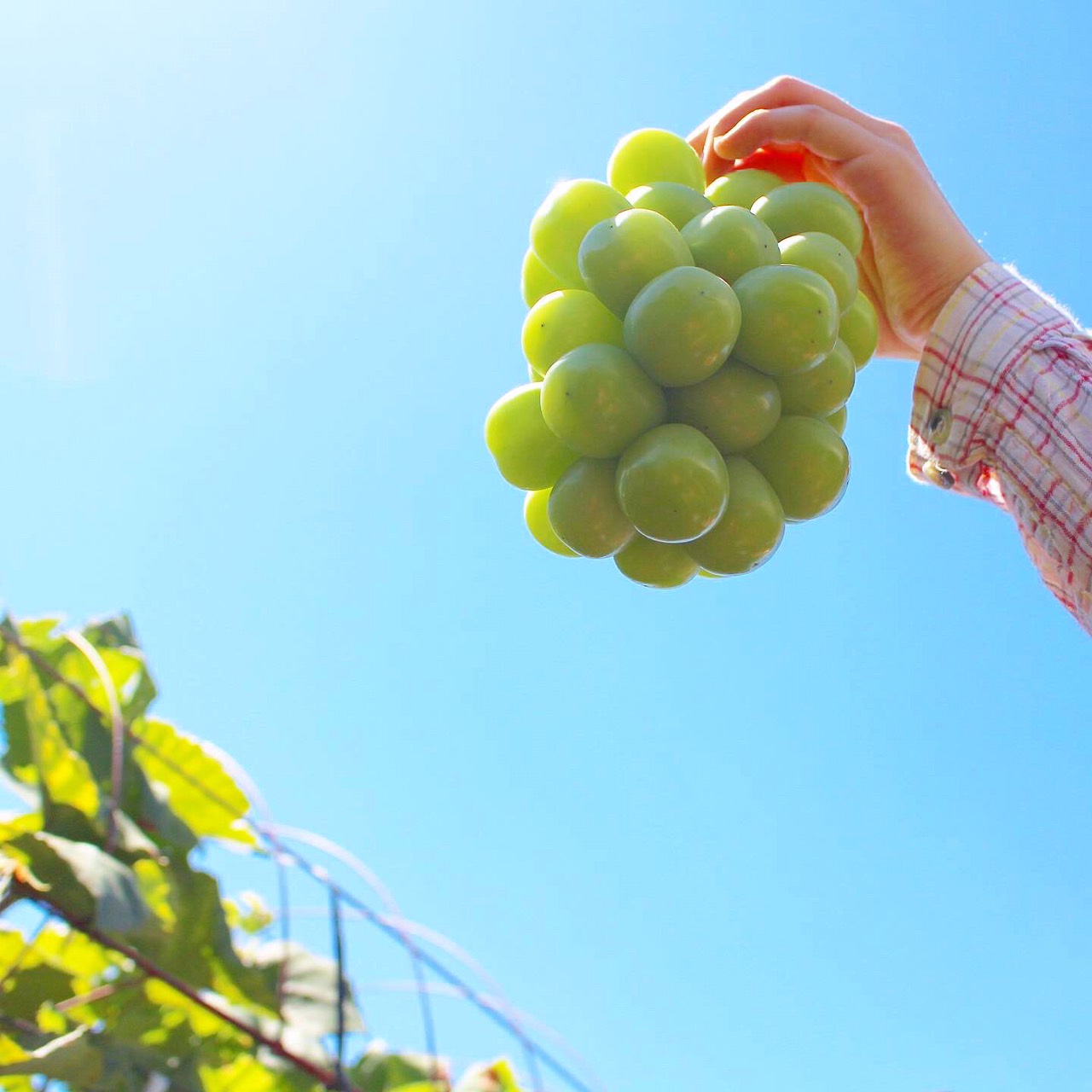 Take the time to pick Shine Muscat grapes, which are as stunning as ...
